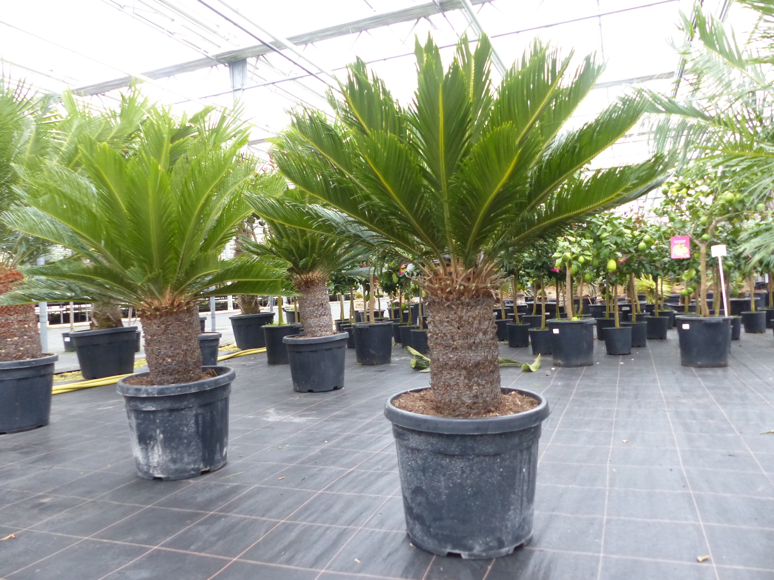 Palmfarn 130 cm Cycas Revoluta, bis 50 Wedel Sagopalme Palme, innen ...