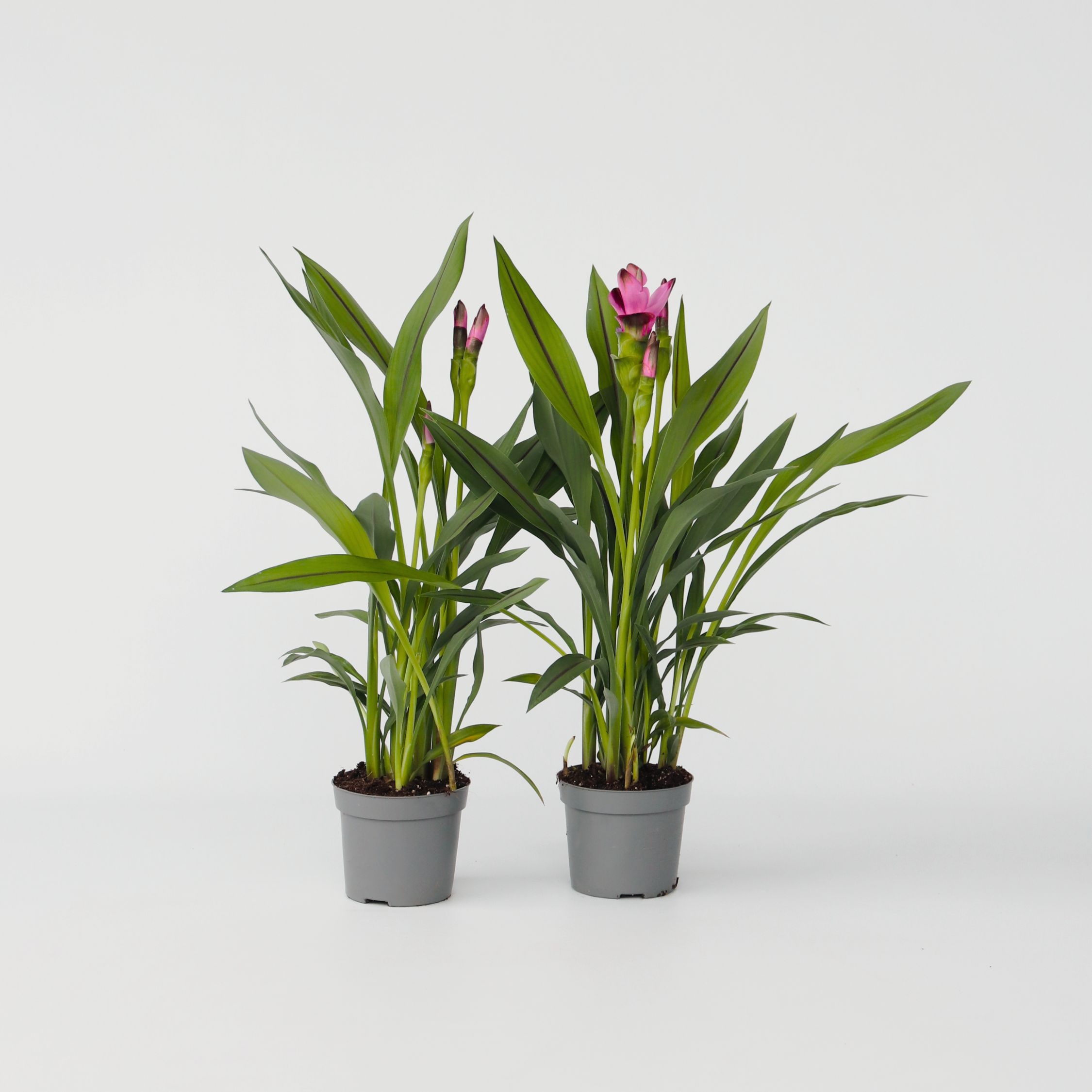 Plant in a Box - Kurkuma - 2 Stk - Curcuma alismatifolia 'Siam Splash ...
